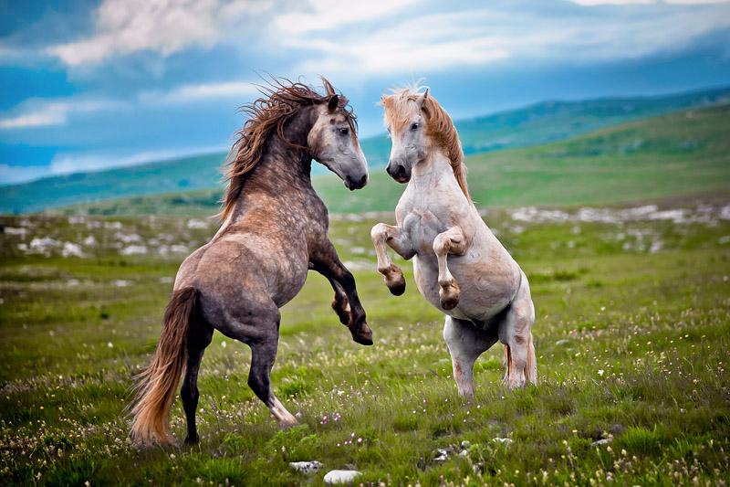 Walking: Wild horses, Livno - Excursions